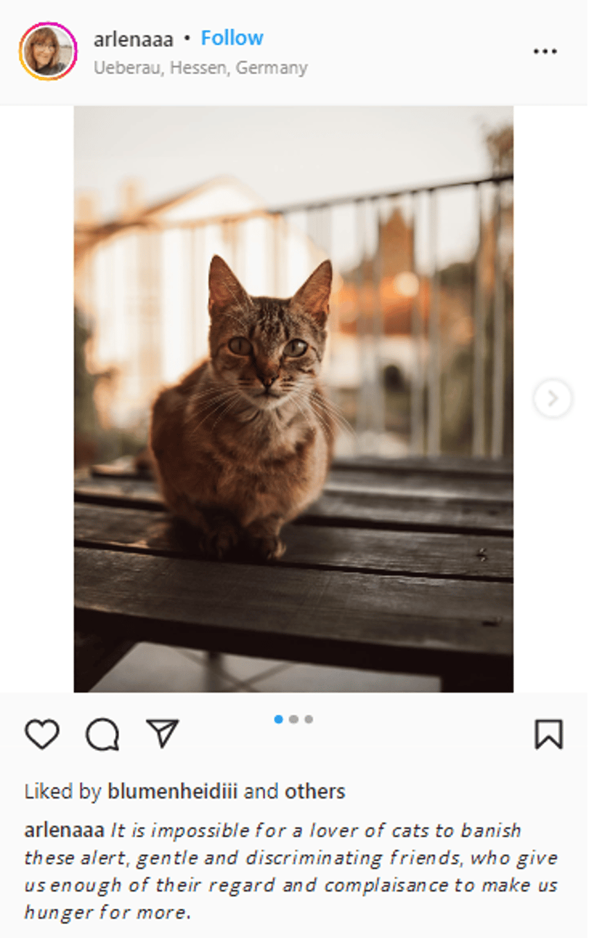 200 Purrfect Cat Captions For Instagram 2022 Starter Story