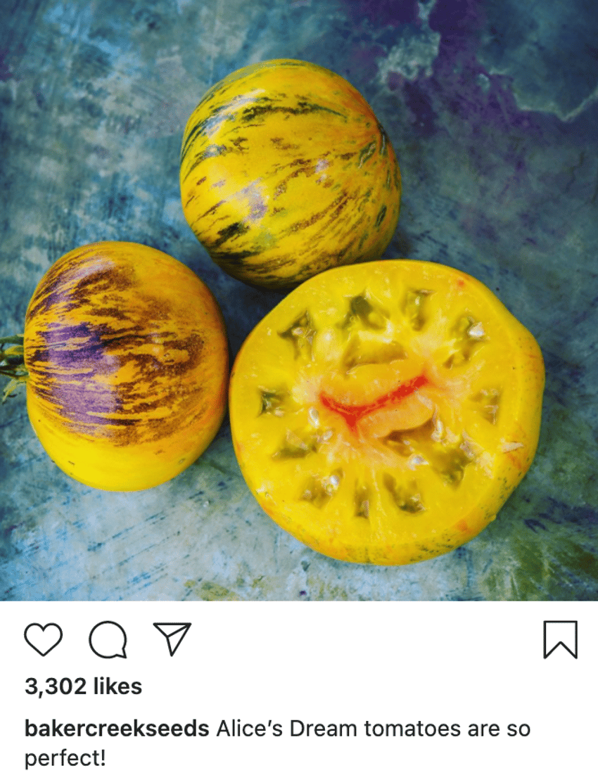507 Catchy Gardening Captions For Instagram [2022] - Starter Story
