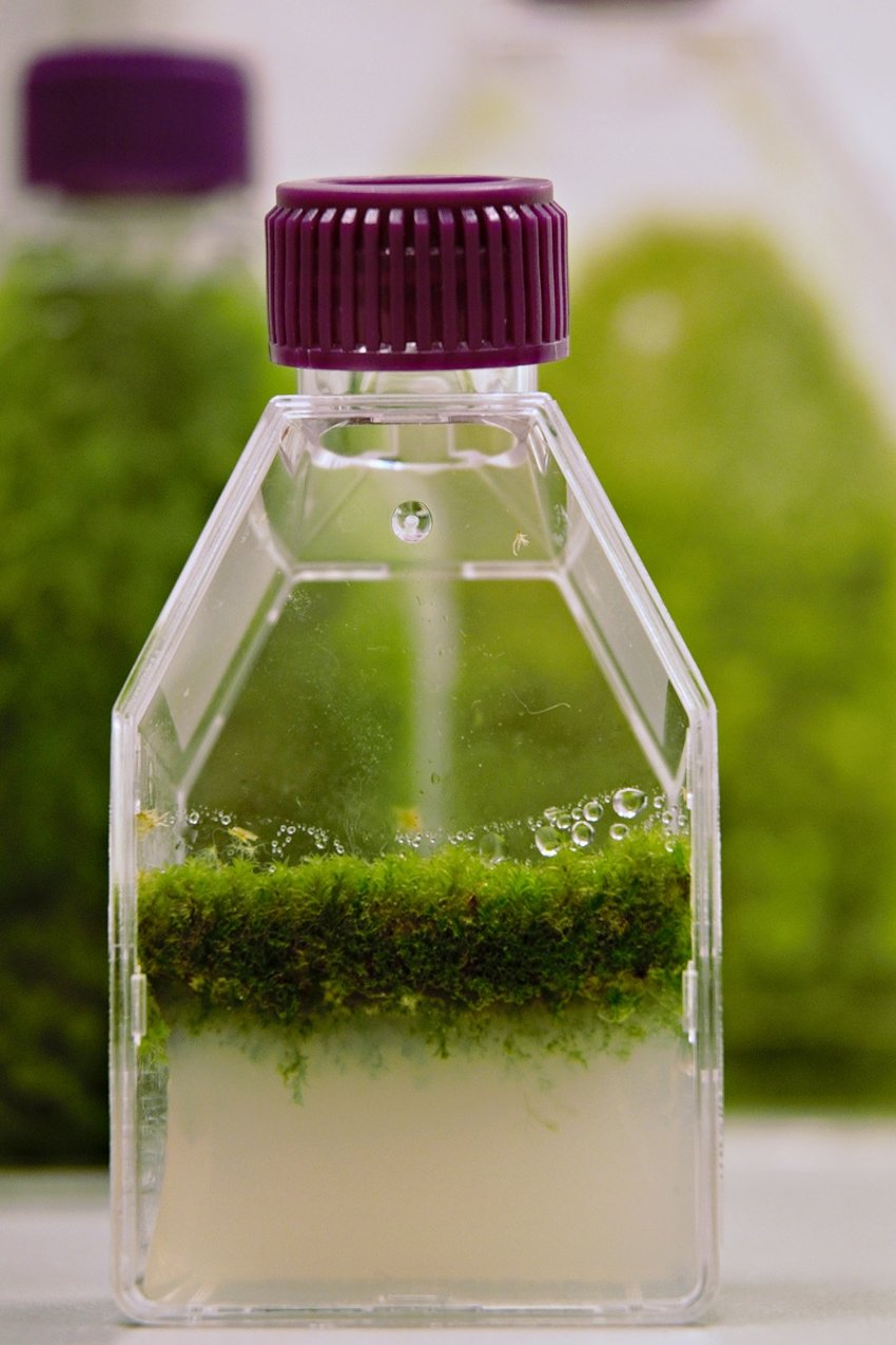How Two Scientists Created A Natural Air Freshener From Moss - Starter