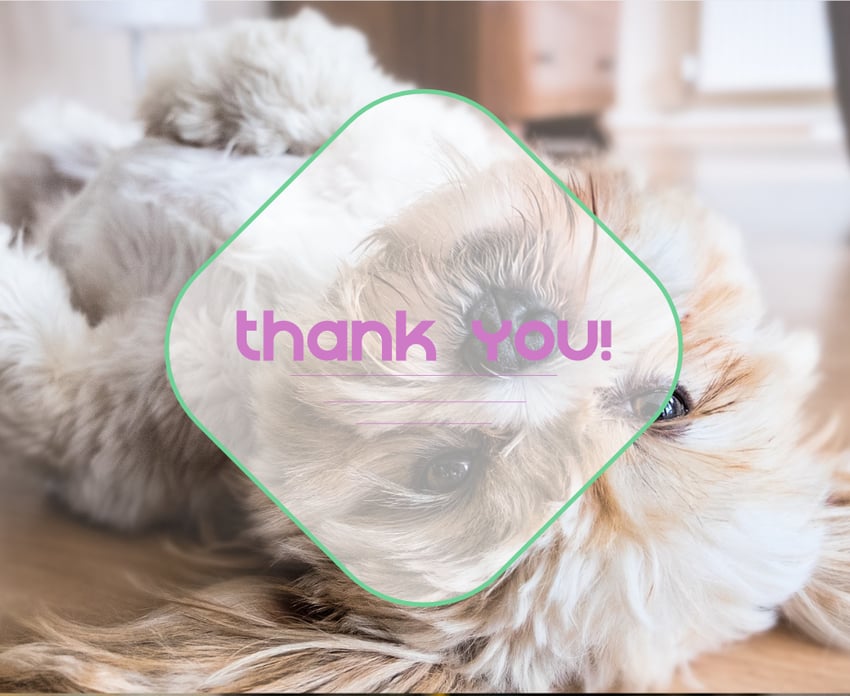 How I Created And Launched A Fitbit For Dogs - Starter Story