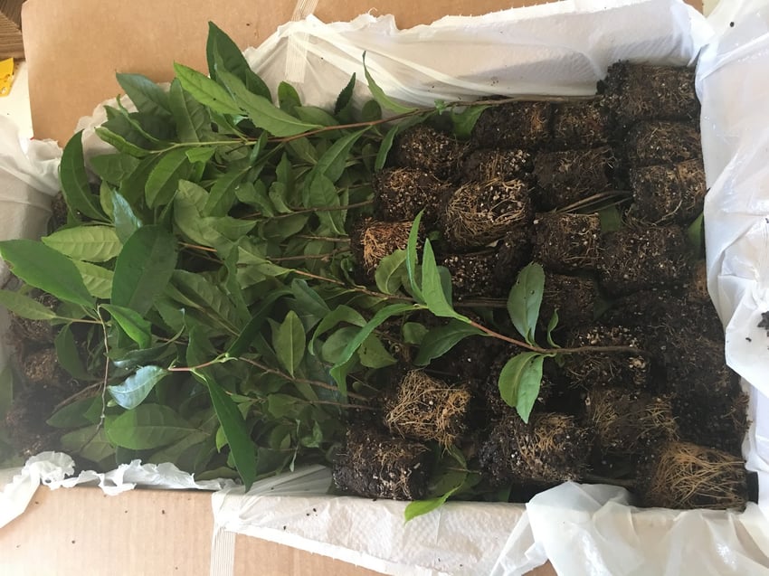 How We Expanded Our Local Plant Nursery To An Online Business