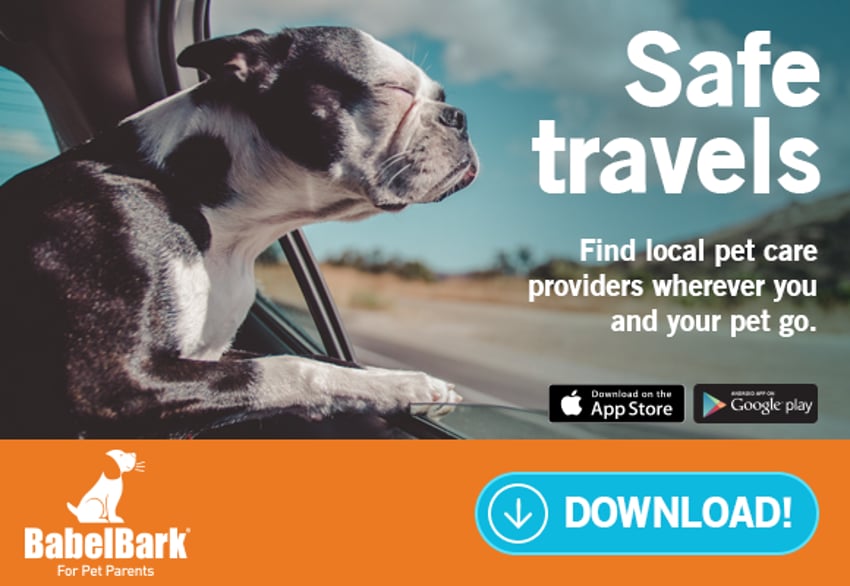 How A Simple Idea Turned Into A Pet Platform With Thousands Of Users